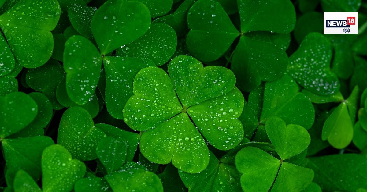 शरीर की हड्डियों और मसल्स को फौलाद बना देता है यह हरा साग, लुंज-पुंज ...