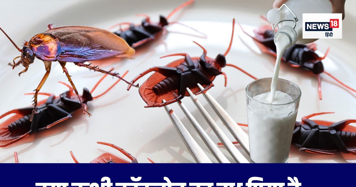 कॉकरोच दूध: पोषण का खजाना, वैज्ञानिकों की नई खोज - News18 हिंदी