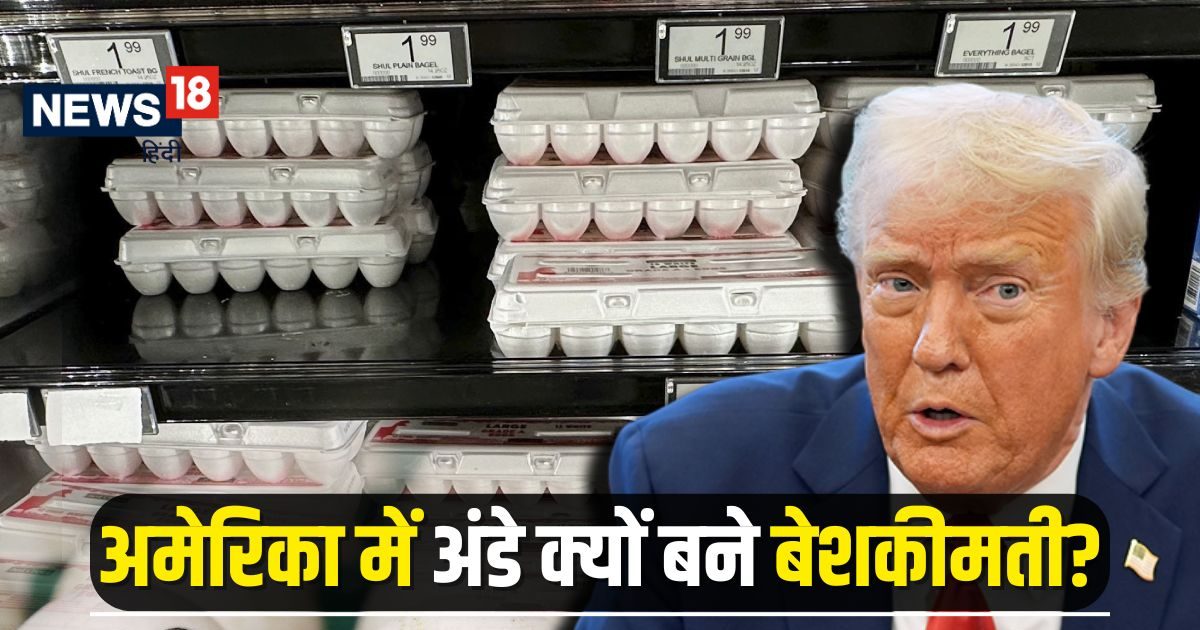 US Egg Stolen Trump: भारतीय को पकड़ना छोड़ अपने अंडे बचाओ अमेरिका 100000 हो गए चोरी खरीदने पर ही ...