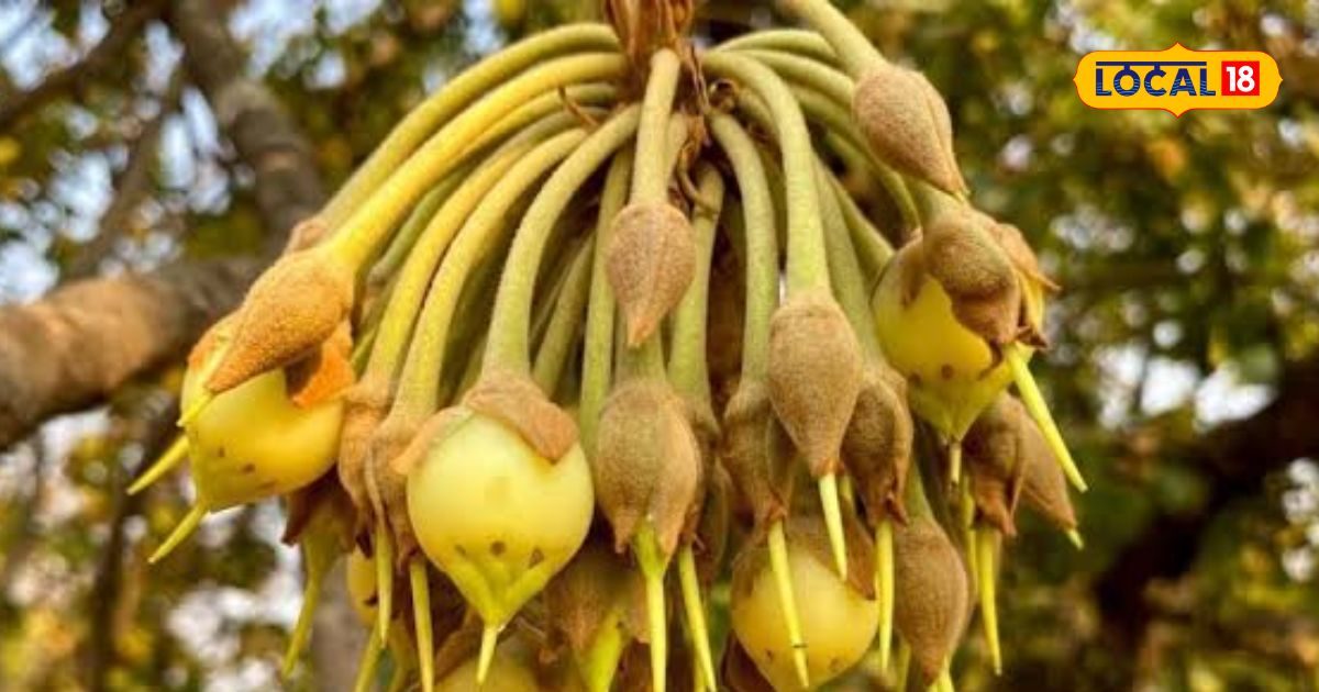 Mahua Ke Fayde: शरीर को फौलाद बना देगा ये सुपरफूड! महिलाओं के लिए ...