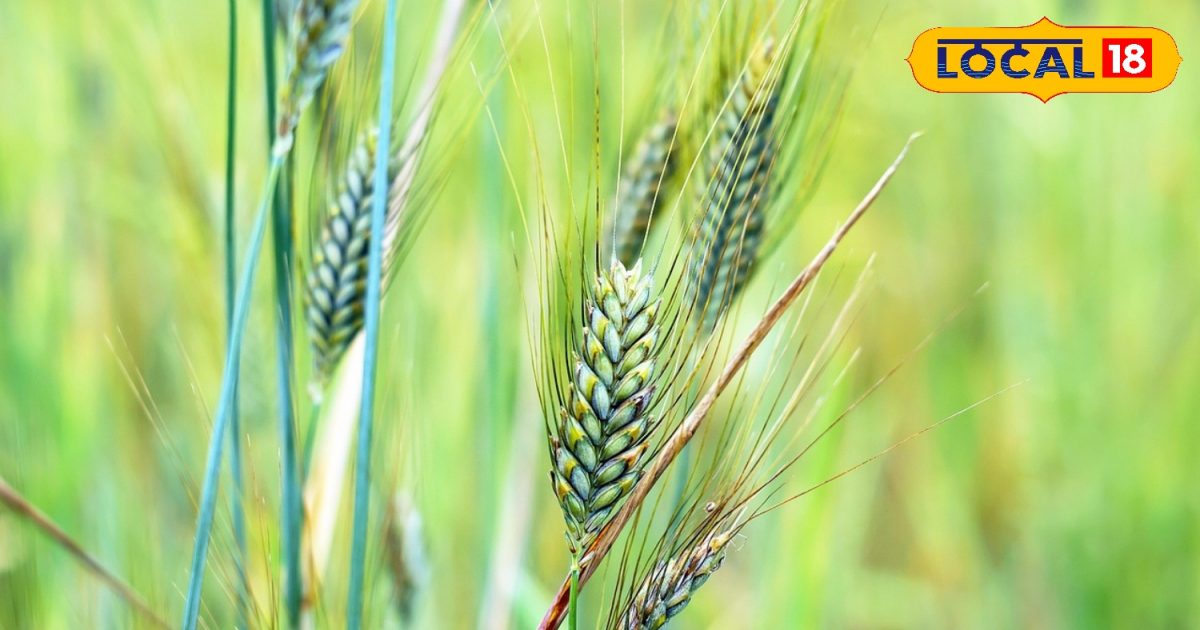 Agri Tips: पछेती गेहूं की फसल को झुलसा रोग और कीटों से बचाएं, हल्की सिंचाई जरूरी; इन बातों का ...