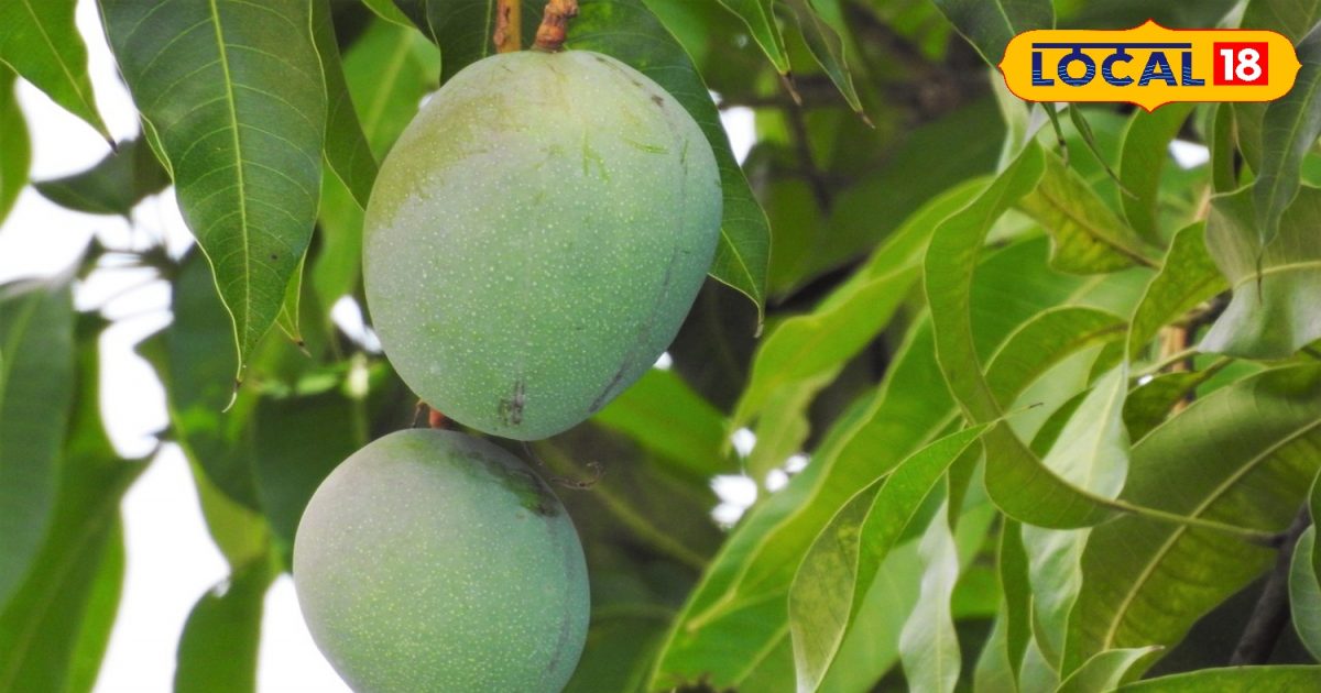 Mango care tips: आम में आ गए छोटे फल, खाद डालते समय रखें पूरा ध्यान ...