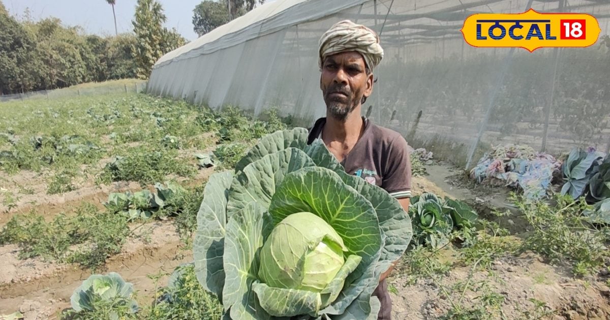 Mixed Vegetable Farming: किसान ने एक साथ किया गोभी और टमाटर की खेती ...