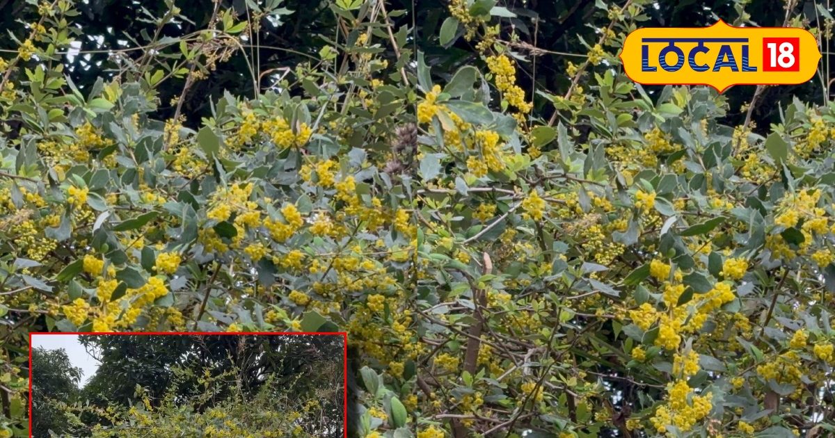 देखिए कुदरत का करिश्मा! इस पेड़ के पत्ते-जड़ों में छिपा है सेहत का राज ...