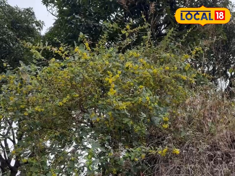 देखिए कुदरत का करिश्मा! इस पेड़ के पत्ते-जड़ों में छिपा है सेहत का राज ...