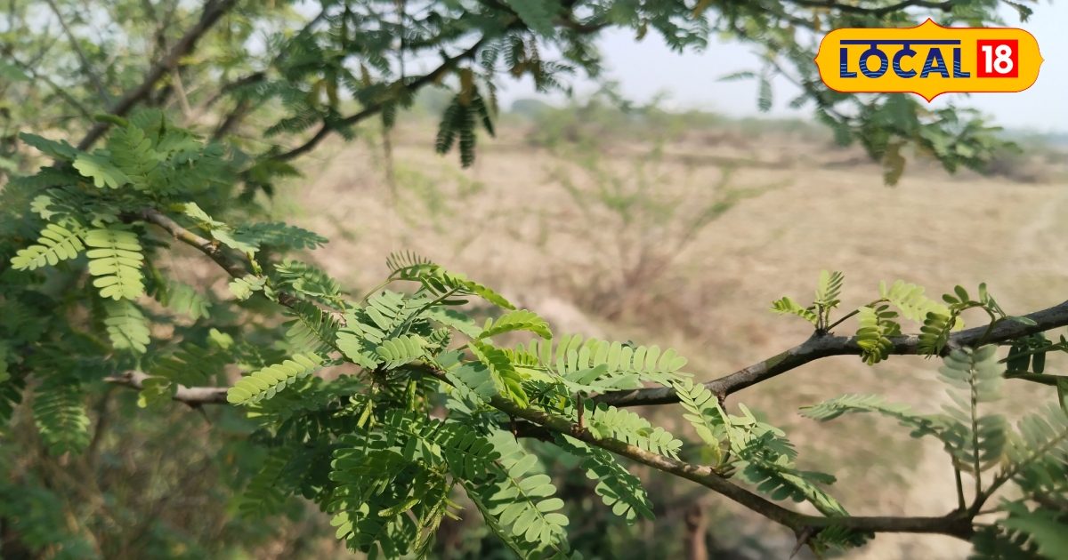 ऊसर हो या बंजर...खेत में लगा दें ये विलायती कांटेदार पेड़, बेकार जमीन ...