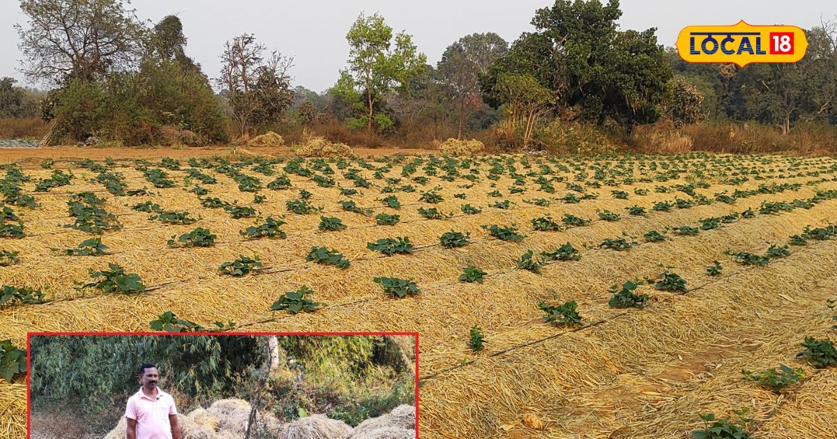 Agri Tips In Hindi: कम खर्च, मुनाफा दोगुना! किसान हीरालाल महतो का देसी जुगाड़ बना लाखों कमाने का ...