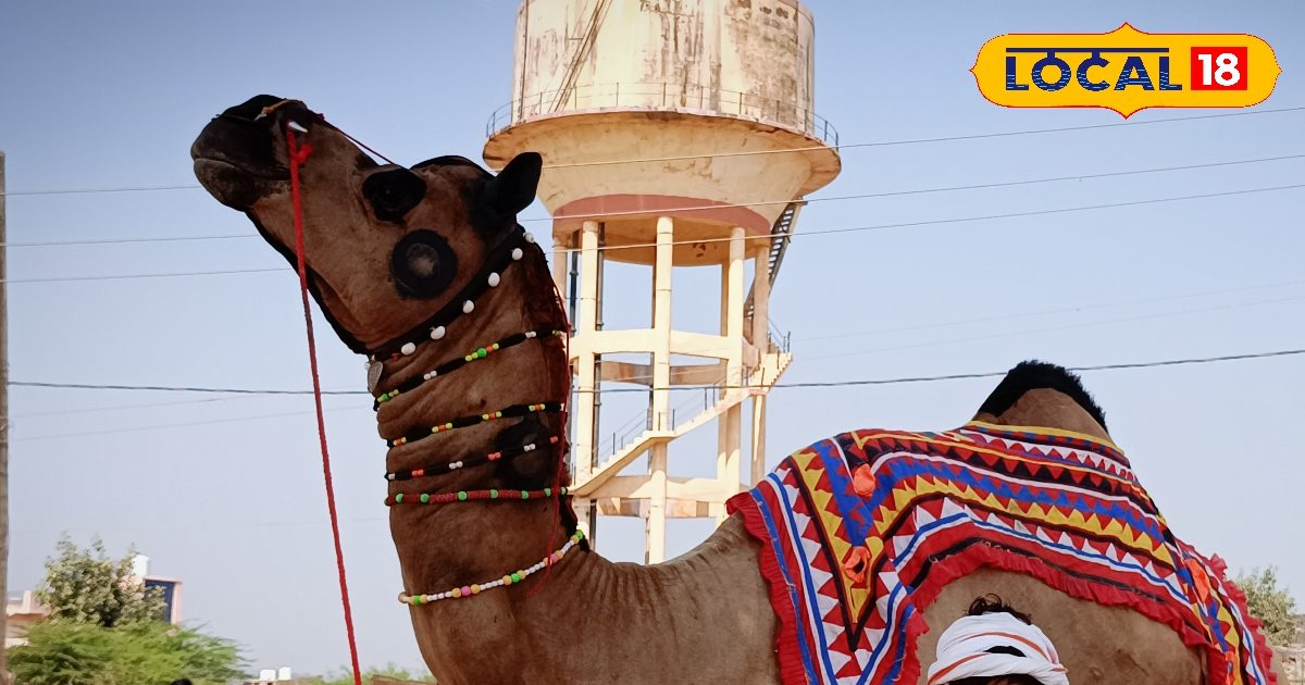 Number one camel in Mahashivratri cattle fair Raja Sanchor breed