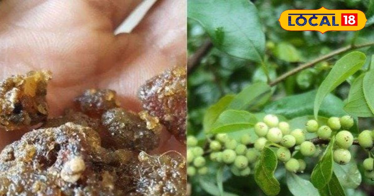 Health Tips: Guggul medicine grows on the Mukul tree, Ayurvedic ...