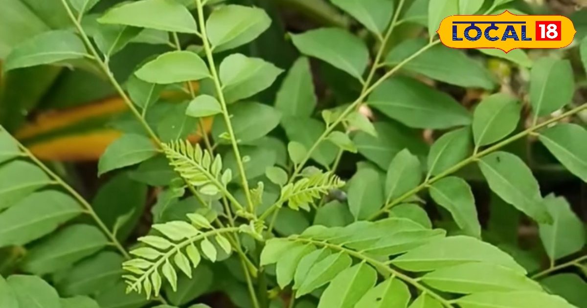 Meethi Neem Kadi Patta ayurvedic benefits know here - News18 हिंदी