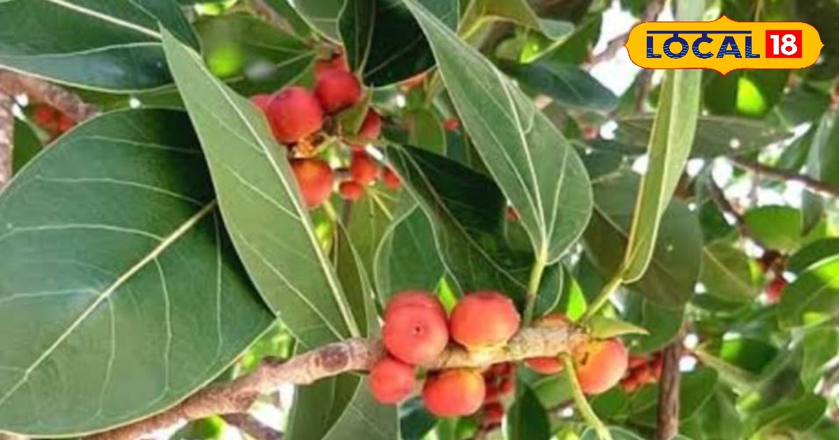 Bargad Tree Benefits: दांत से लेकर किडनी तक, शरीर की सारी बीमारी निचोड़ ...