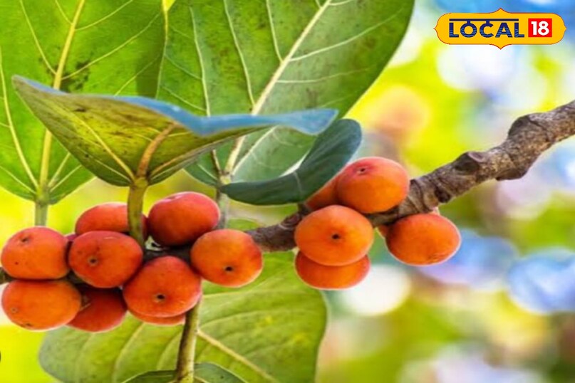 Bargad Tree Benefits: दांत से लेकर किडनी तक, शरीर की सारी बीमारी निचोड़ ...