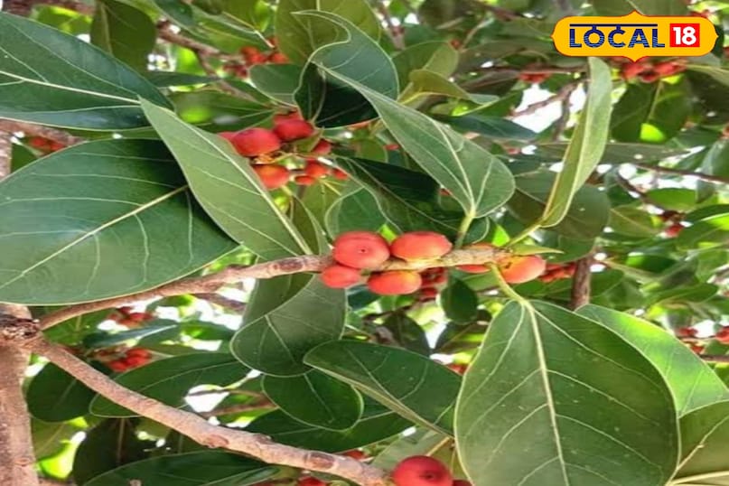 Bargad Tree Benefits: दांत से लेकर किडनी तक, शरीर की सारी बीमारी निचोड़ ...