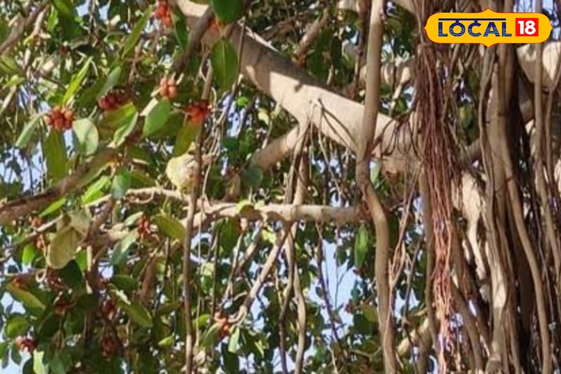 Bargad Tree Benefits: दांत से लेकर किडनी तक, शरीर की सारी बीमारी निचोड़ ...