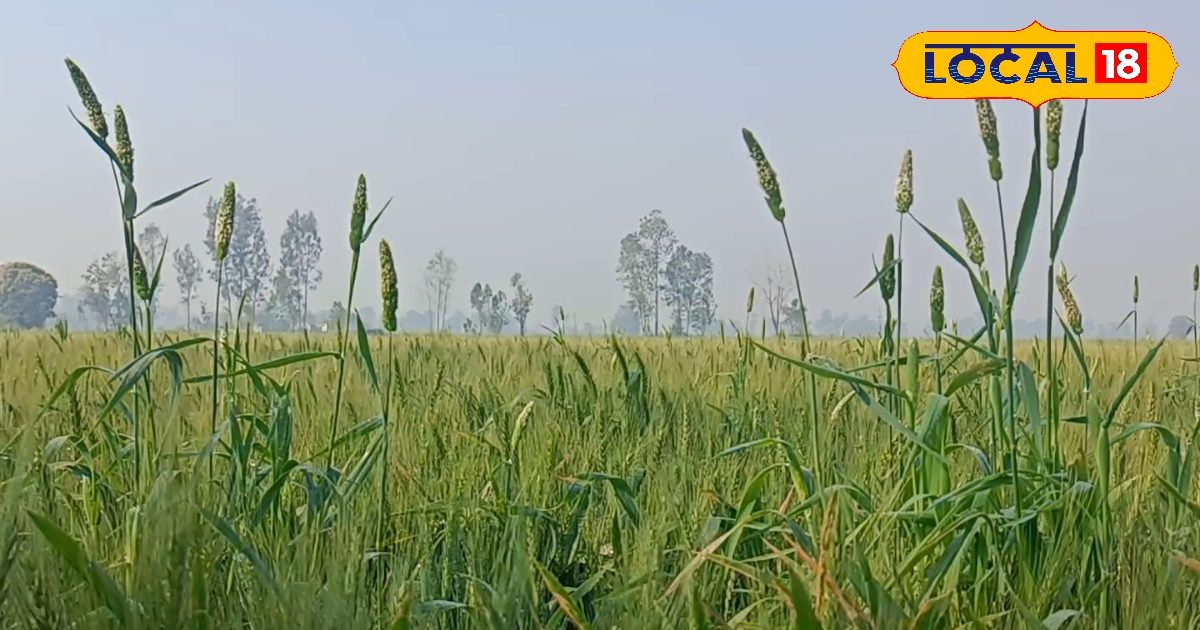Wheat Farming Agri Tips in Hindi: किसानों ने किया से उपाय, तो गेहूं के खेत से गायब हो जाएगी ...