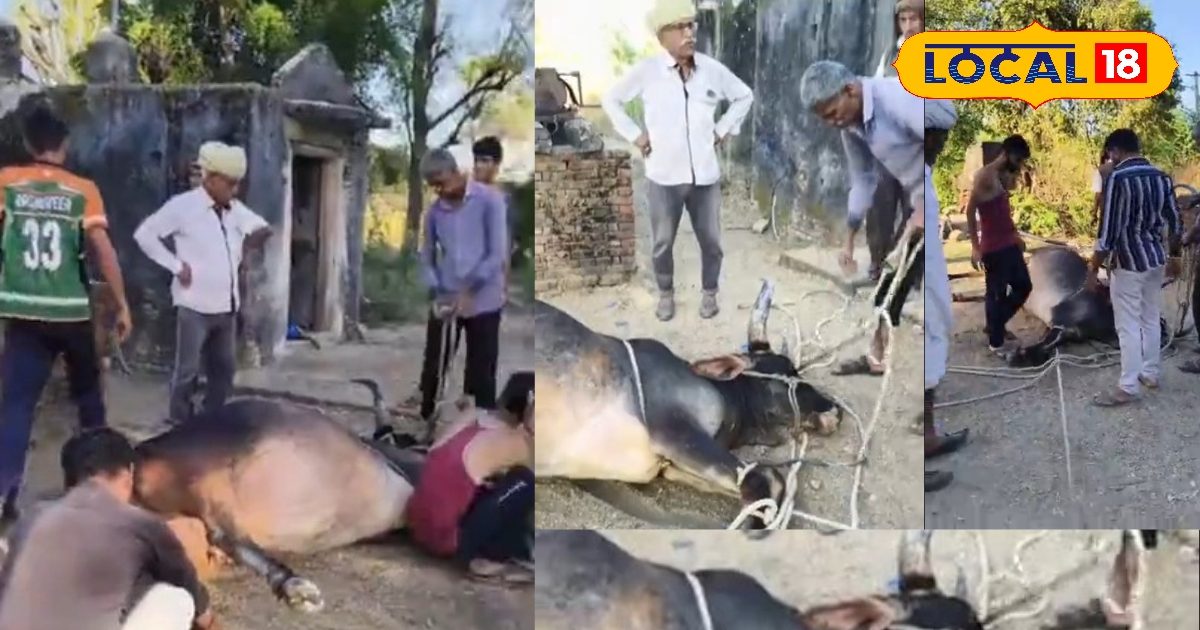 These animal lovers risked their lives to rescue cow that fallen into a ...