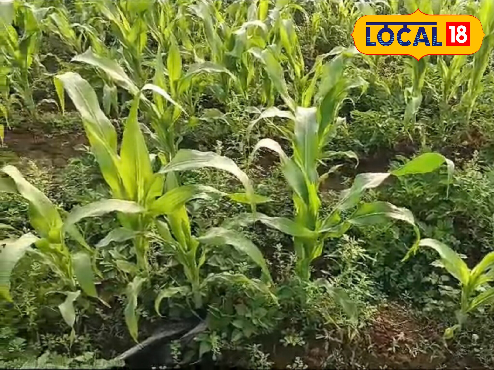 Cultivating potatoes and maize together in the same field This new ...