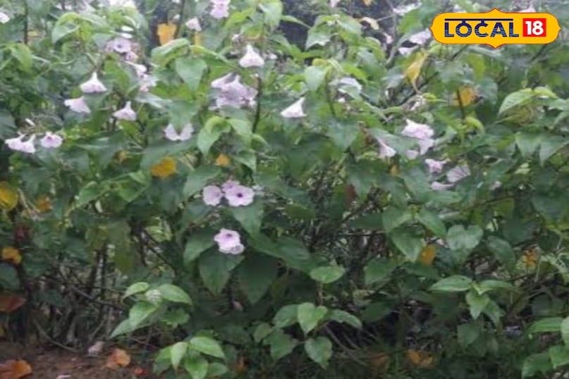 इस 'बेशरम' पौधे में हैं कमाल के गुण, चर्म रोग से लेकर घाव, सूजन और दर्द ...
