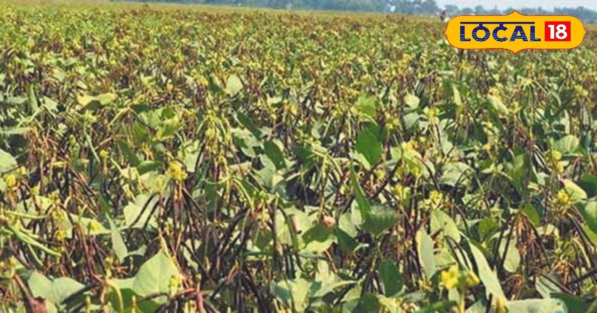 Agri Tips: न लागत की टेंशन-न कोई झंझट...किसान बस इस फसल को लें उगा, 2 महीने में होगी बंपर कमाई ...