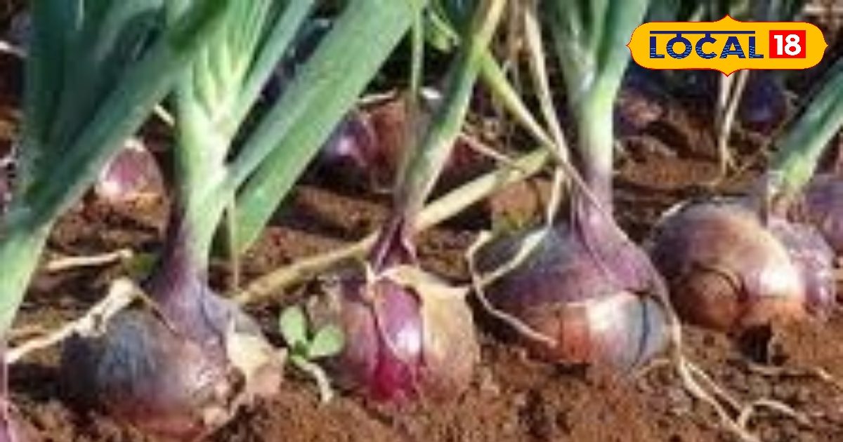 Agri Tips: बहुत तेज निकला ये किसान! इस फसल से कमा रहा लाखों, कम लागत-मेहनत में हो रही मौज ही मौज ...