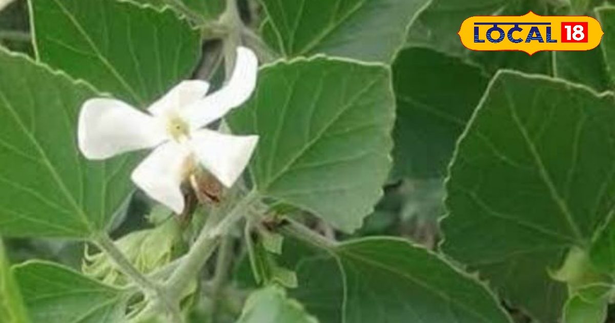 Arni Ka Podha:ये पौधा है संजीवनी...कब्ज-बवासीर से लेकर मोटापे तक, एक-एक ...