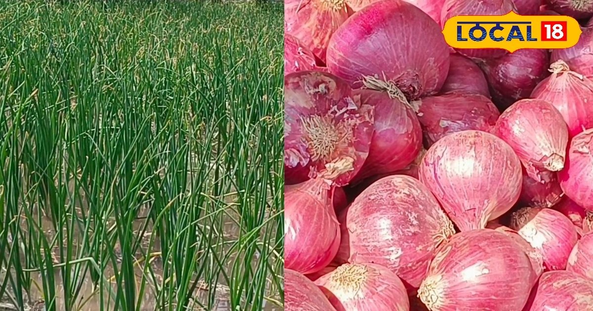 Agri tips: किसान भाई कृपया ध्यान दें! प्याज की खेती में न करें ये गलती, वरना होगा बड़ा नुकसान ...