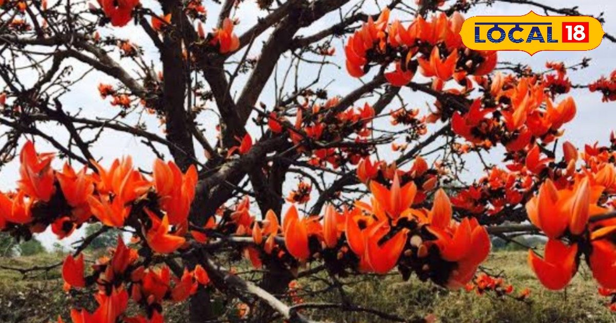 Palash Flower Benefits in Hindi: ये फूल है चमत्कारी...डायबिटीज-बवासीर ...