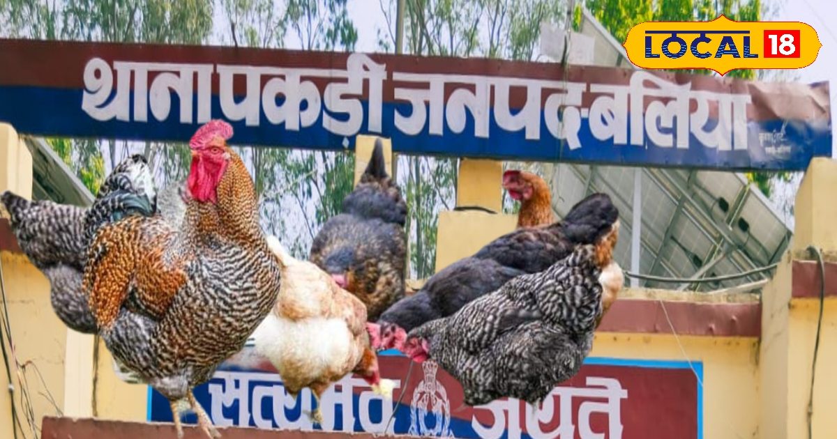 यूपी में मुर्गे की हत्या पर बड़ा बवाल, जमकर चले ईंट-पत्थर और लाठी-डंडे ...