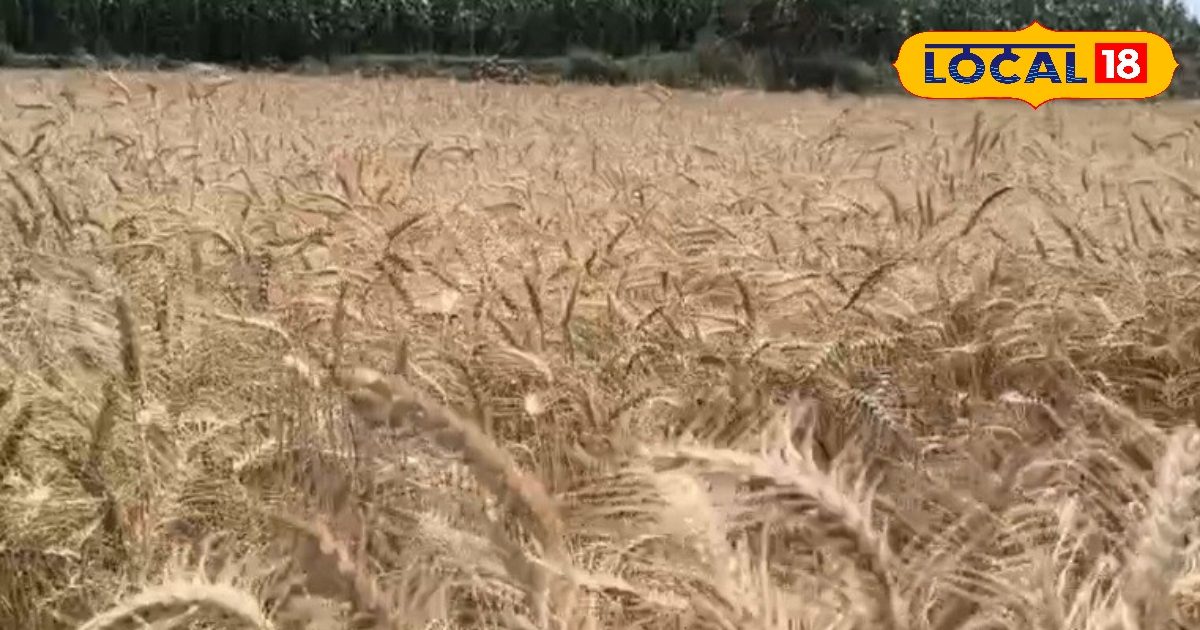 khalganw crime painful story of farmer Looters steal crops what said