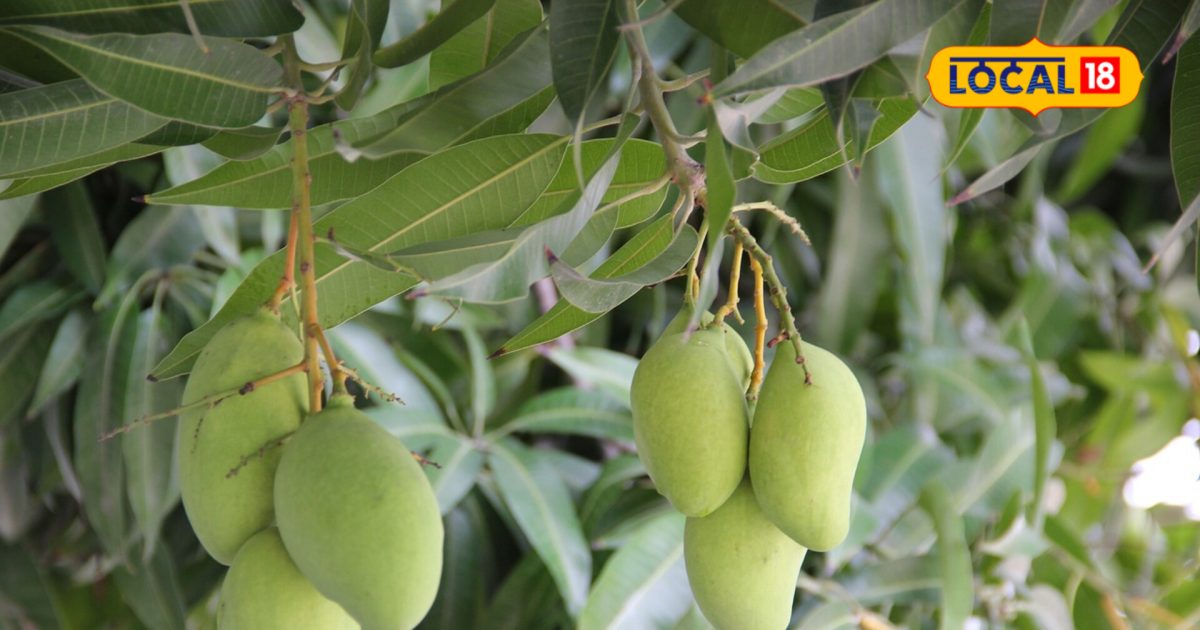 Mango Care Tips: आम चाहिए बड़ा और मीठा...अपनाएं ये देसी नुस्खे, घर पर ...