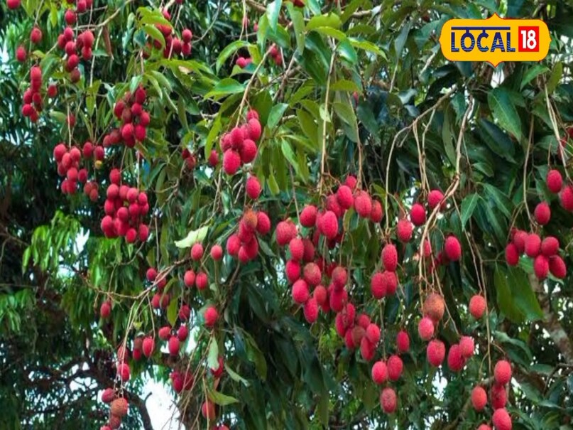Shahi Litchi: मुजफ्फरपुर की शाही लीची का अब घर बैठे मिलेगा स्वाद, बन ...