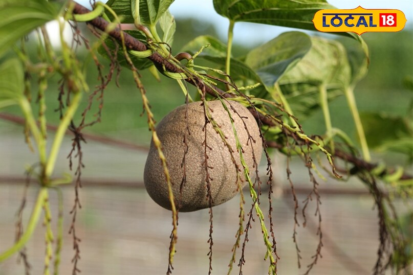 Potato Farming: सितंबर में आलू की खेती कर बन सकते हैं मालामाल! लाखों ...