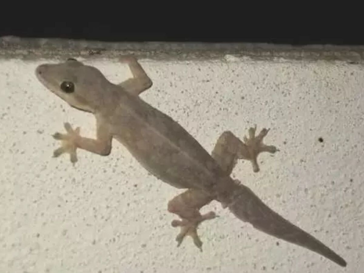 How to Remove Lizards Naturally in monsoon । मानसून में छिपकलियों से ...