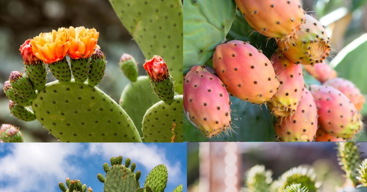 नागफनी के औषधीय गुण और हैरान कर देने वाले स्वास्थ्य लाभ - News18 हिंदी