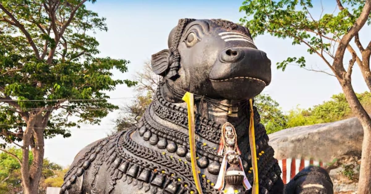श‍िवजी की सवारी 'नंदी', सांड है या बैल? जानें क्‍यों जरूरी है नंदी के ...