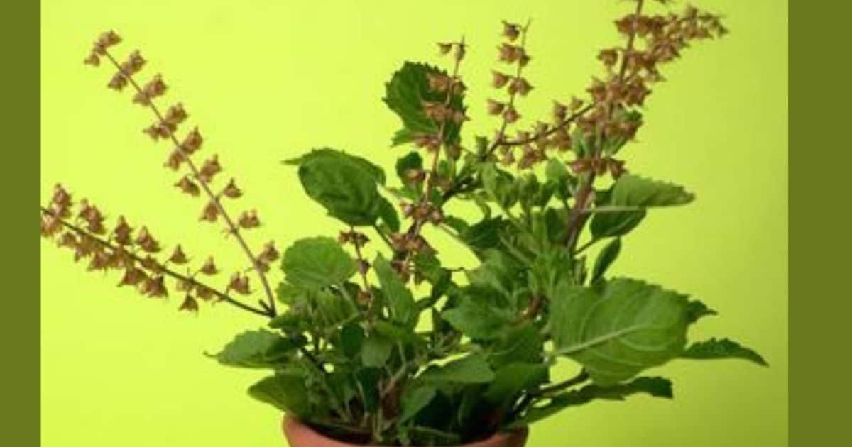 Tulsi Ke Upay: तुलसी की जड़ से मिलेगा आर्थिक लाभ, बस कर लें ये छोटा सा काम, सालभर रहेंगे मालामाल ...