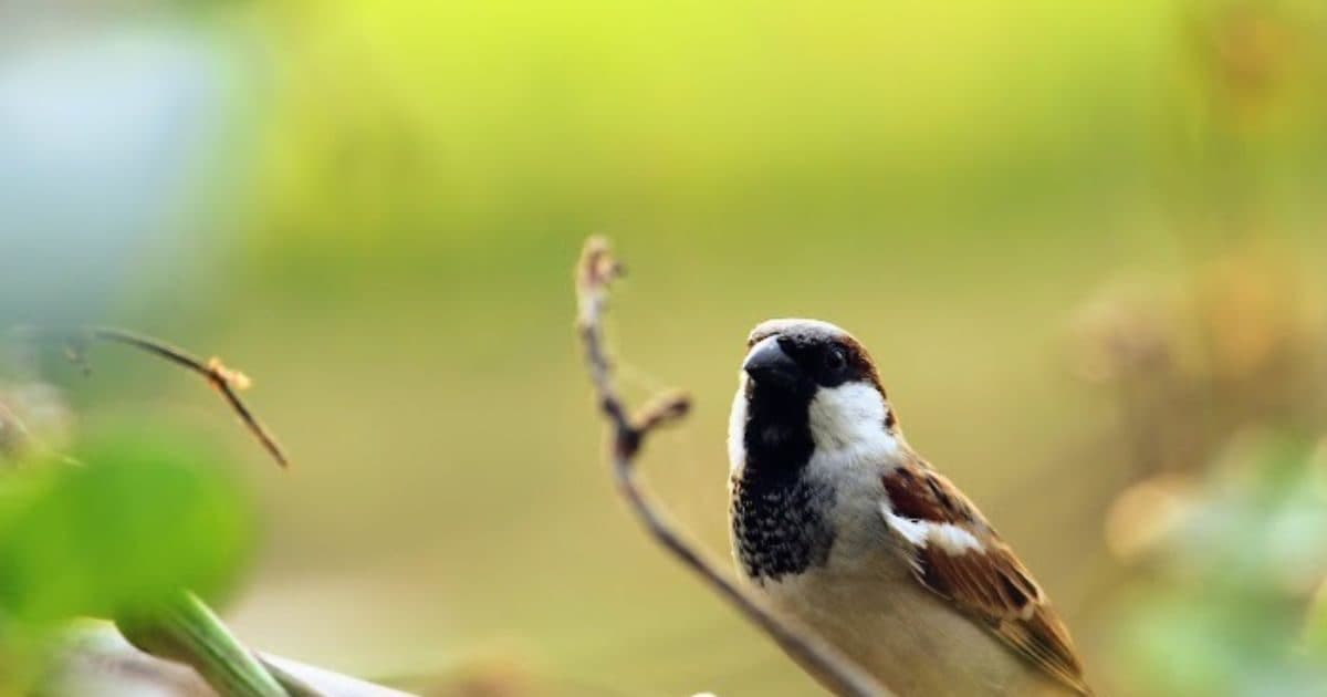Sparrow GK: क्‍या है गौरेया का असली नाम, कितनी होती है इसकी लंबाई ...