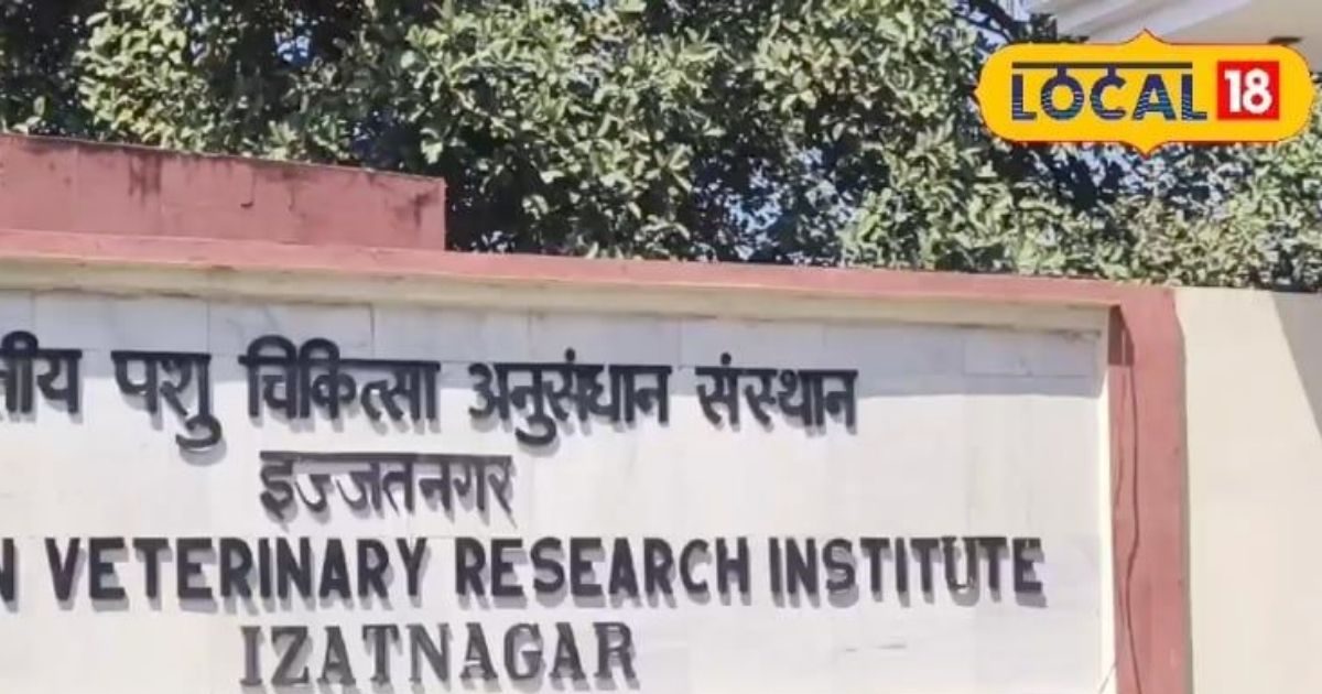 कम लागत में बटेर पालन कारोबार शुरू करने का बेहतरीन मौका, IVRI बरेली में ...