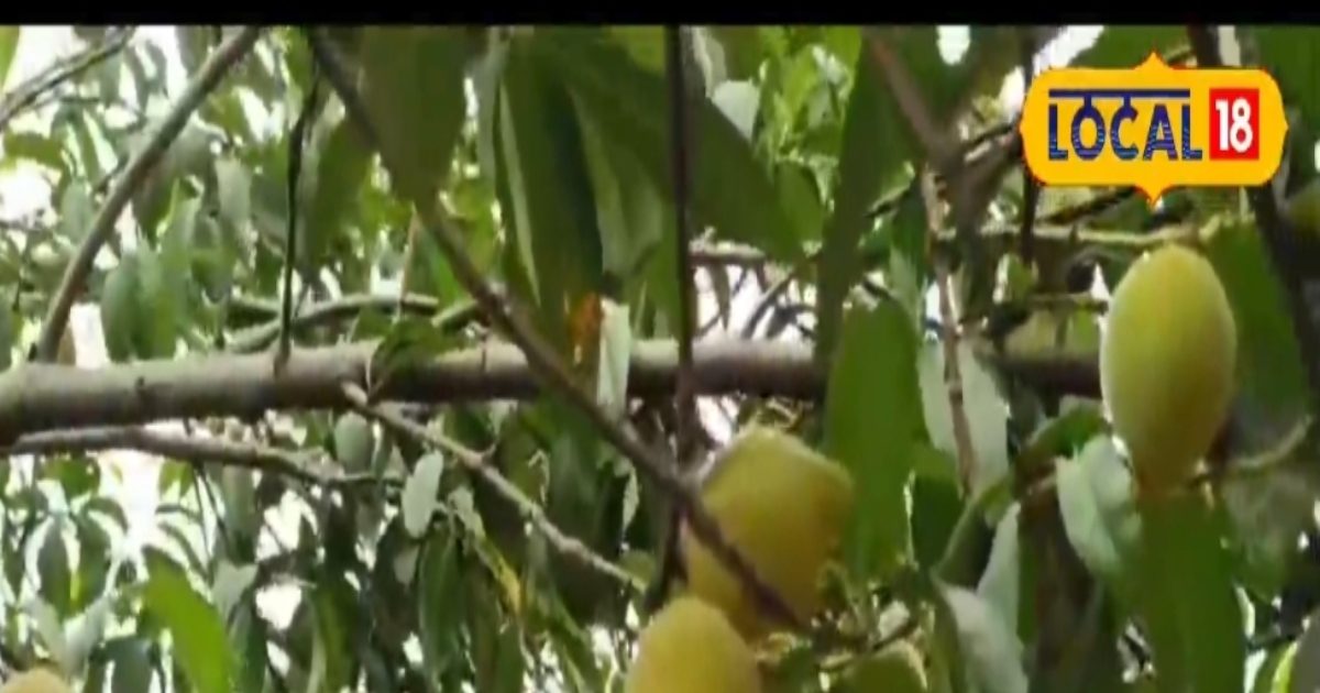 एक फल, 36 बीमारियों का इलाज, कैंसर से लेकर स्किन तक सबका रखे ख्याल ...