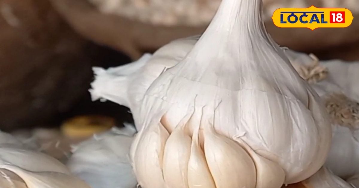 Garlic Storage Tips: लंबे समय तक लहसुन नहीं होंगे खराब, जानें स्टोर ...
