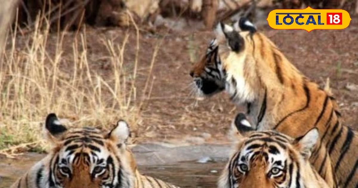 Corbett Tiger Reserve: बाघों से हाउसफुल हुआ कॉर्बेट पार्क, तो पहाड़ों ...
