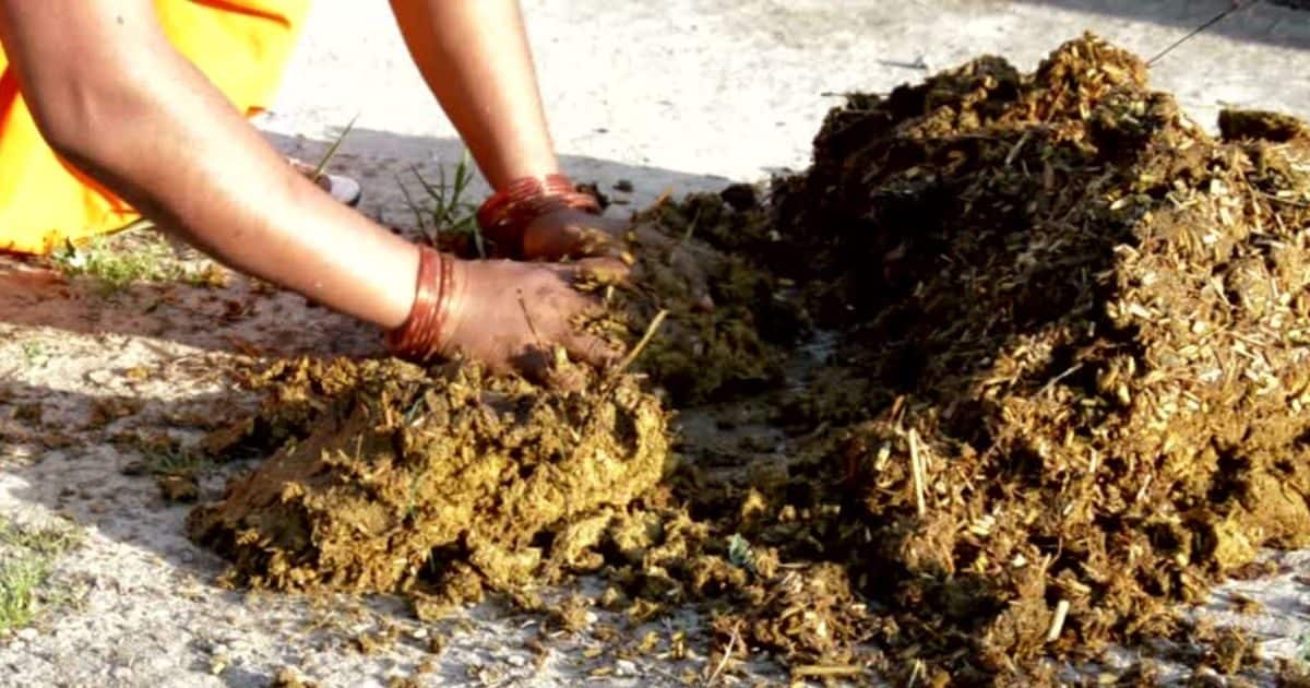 सनातन धर्म में क्या है गोबर का महत्व? क्यों पहले के समय में घरों में ...