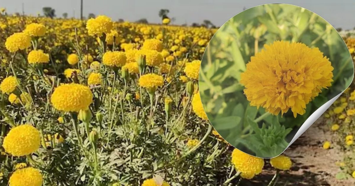 कोई भी सीजन आए, इस फूल की खेती हमेशा मुनाफा देगी! बस एक बार लगाओ और फिर ...
