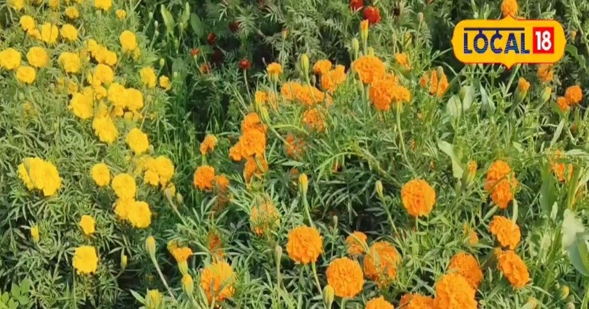 Marigold Farming: फरीदाबाद के किसान कृष्ण को मंडियों में नहीं मिल रहा ...
