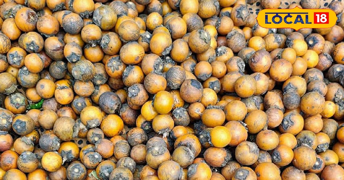 Tendu fruit found in the forests of Chhattisgarh is a protector of ...