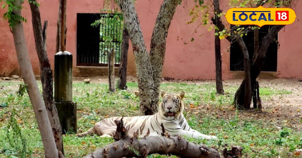 Kanan Pendari Zoo, a great place to visit in summer holidays in Bilaspur