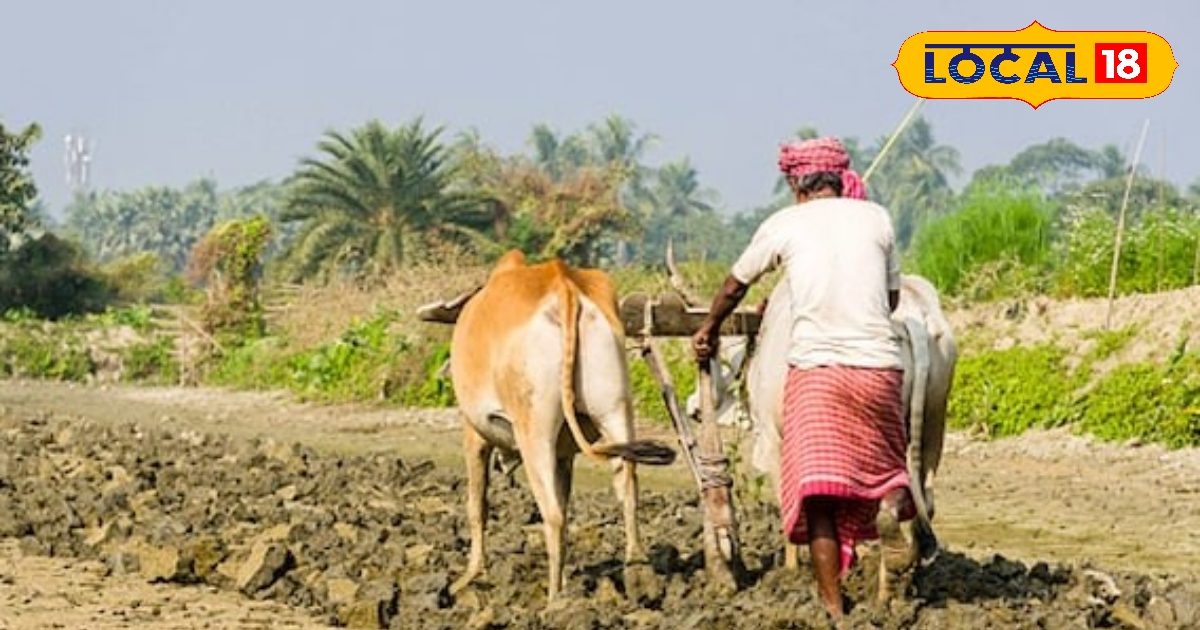अगर आप किसान हैं और आपके पास बैल हैं तो सरकार आपको देगी 30,000 रुपए ...