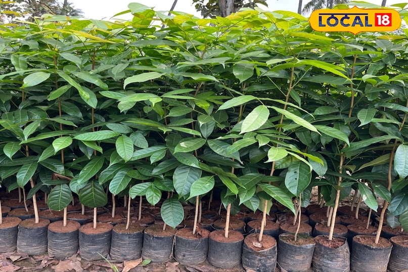 benefits of mohgani tree price plant 10 rs sitamarhi