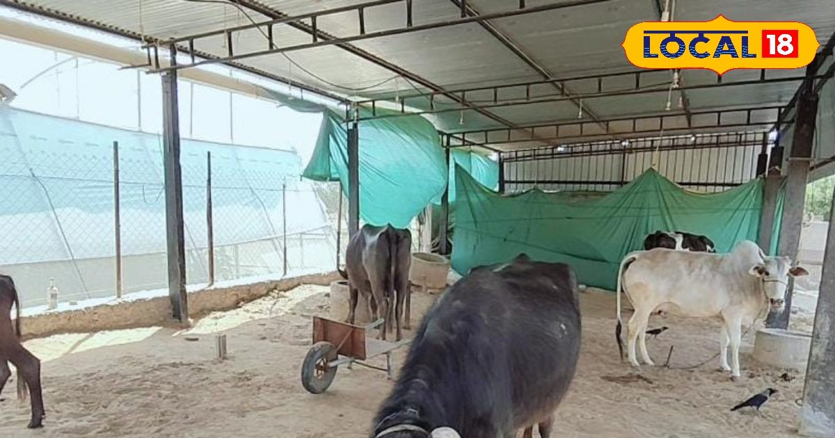 milk giving capacity dairy animal decreasing due to heat know tips