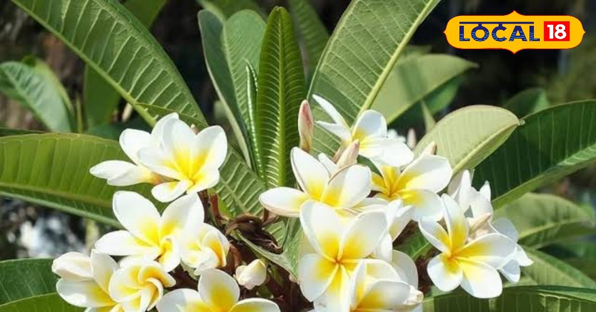 राजा-रानी थे इस फूल के दीवाने, पानी में डालकर नहाने से रोम-रोम महक ...